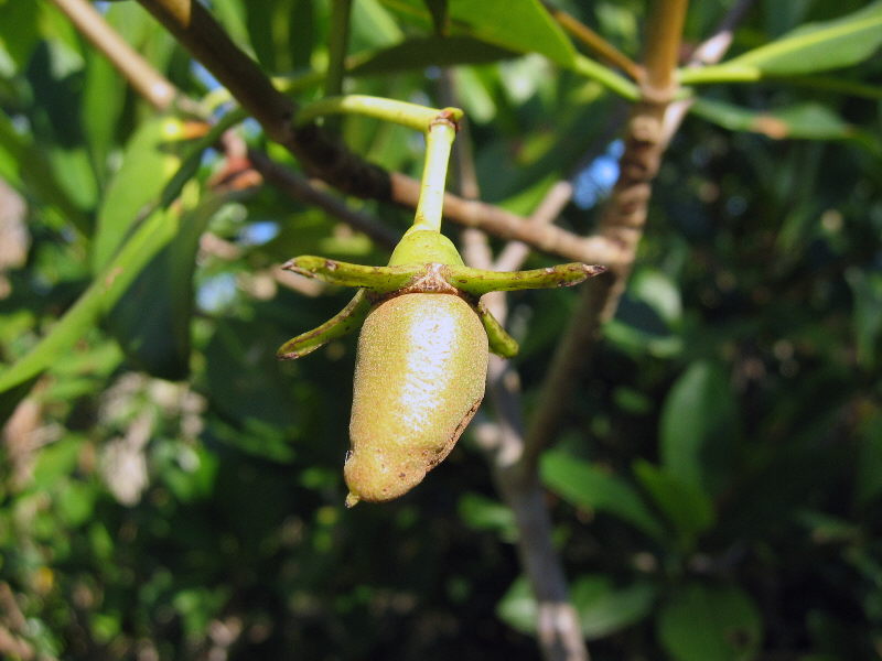 ENN Affiliate News - Over 7,000 Red Mangroves used in Maiden Island ...