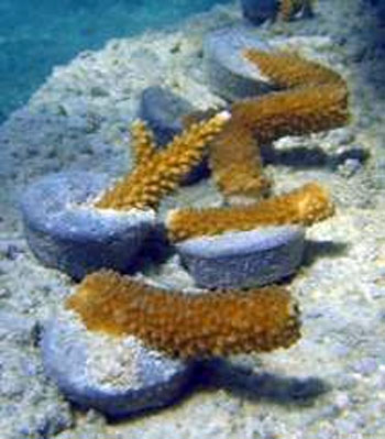 John Walch - The Marine Aquarium Hobby Helps Build Coral Reefs ...